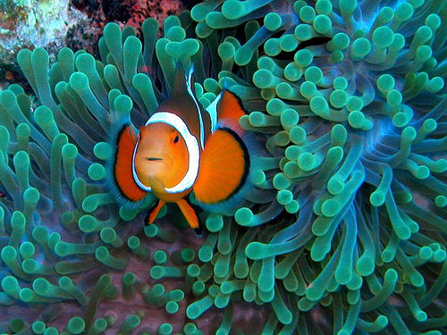 Il pesciolino Nemo: sogno nell'acquario, incubo dei negozianti :) - L ... Il pesciolino Nemo: sogno nell'acquario, incubo dei negozianti :) - L ...